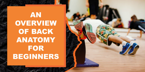 An Overview of Back Anatomy for Beginners | MAGMA Fitness